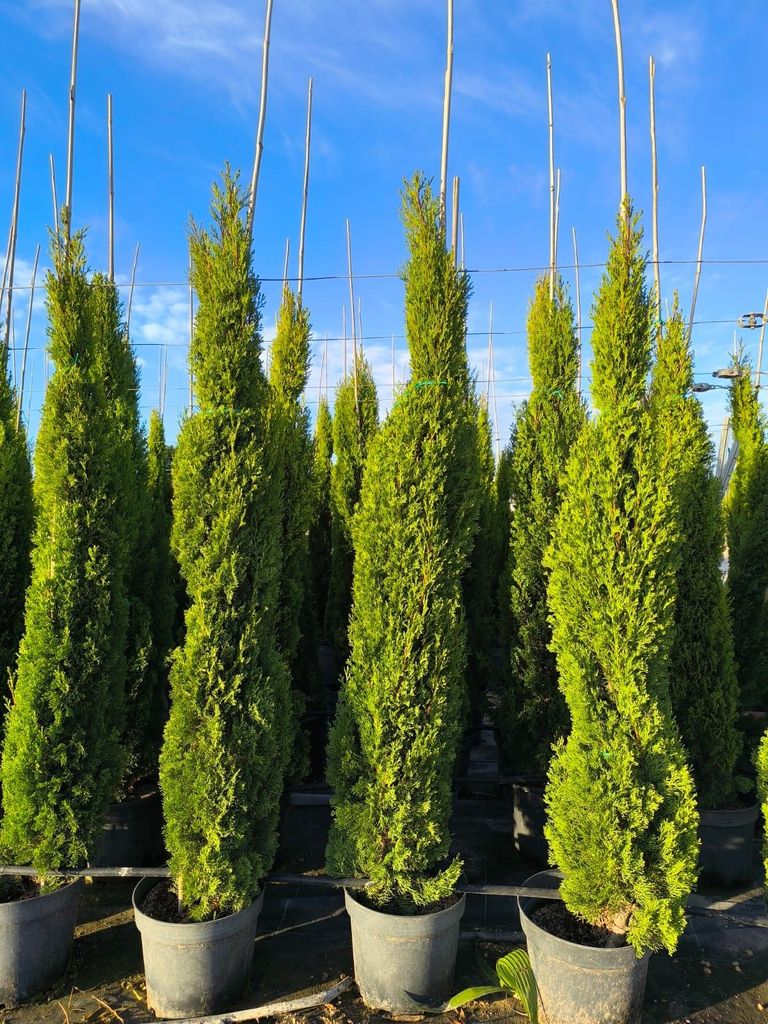 Slnečný strom - cyprus Cupressus Sempervirens Totem