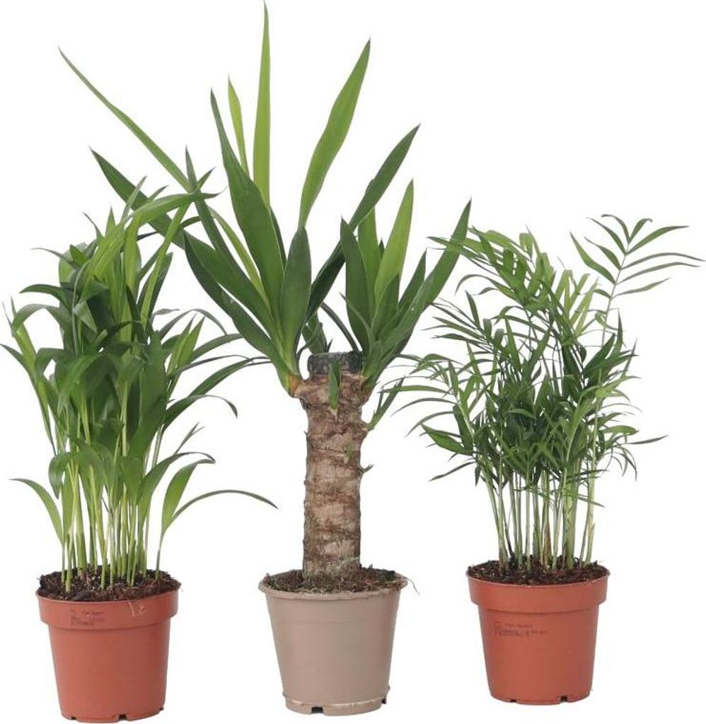 Miscela di palma piccola - 3 Pezzi - Mini Indoor Palm Mix