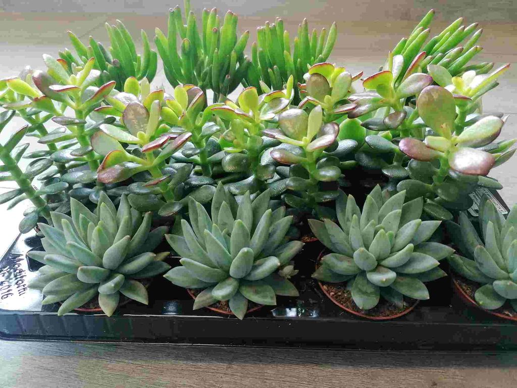 16 sukulentů v květináči 7 10-18 cm - LE | Kaufland.cz
