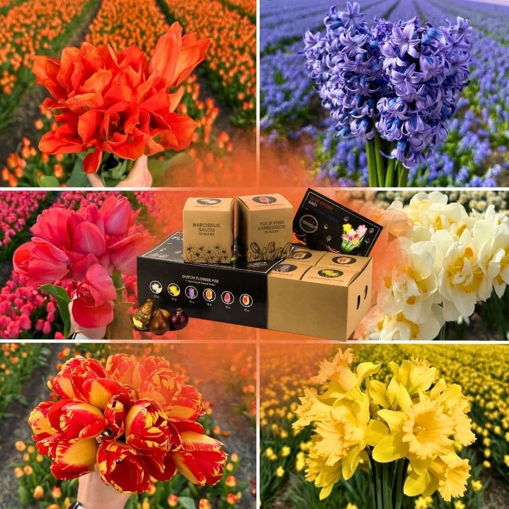 Flowerbulbs Amsterdam - směs květinových | Kaufland.cz