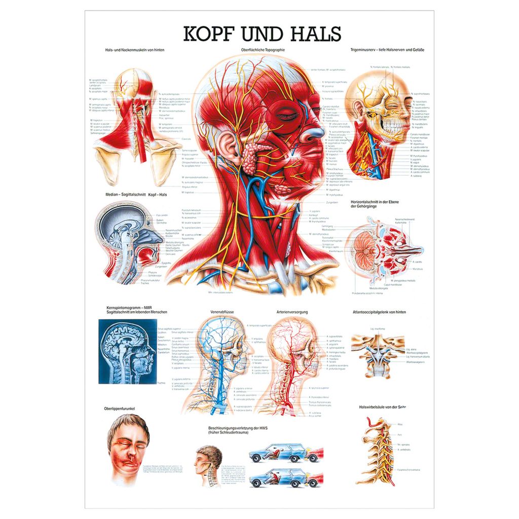 Kopf und Hals Lehrtafel Anatomie 100x70 cm | Kaufland.de