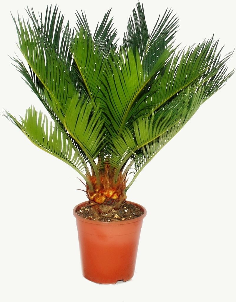 Cycas revoluta - cykas japonský s hlízou - | Kaufland.cz