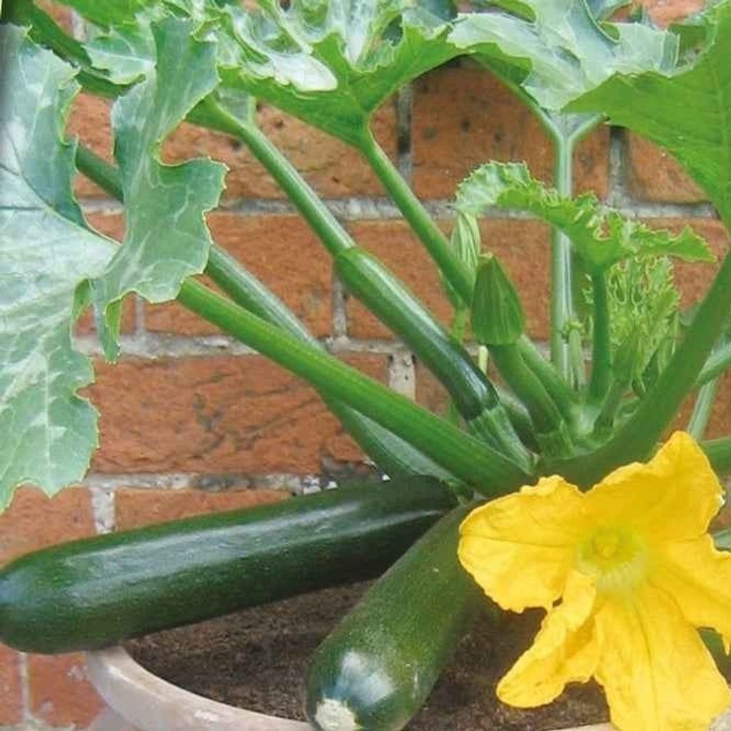 Zucchini, Patio Star F1 (Topf) Samen - | Kaufland.de