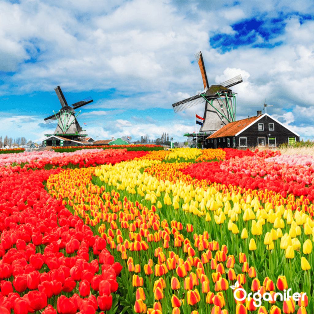 Lávová drť z prvohorní horniny Eifel (20 kg | Kaufland.cz