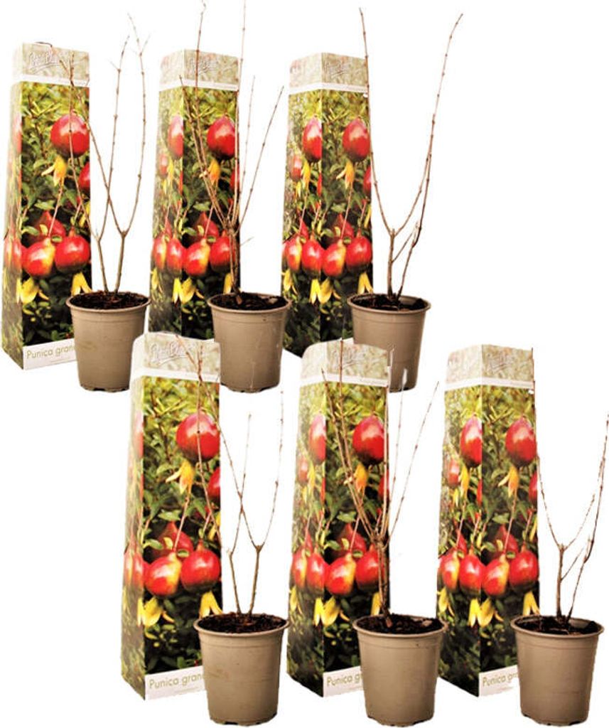 Granátovník púnsky - 6 ks. - Punica granatum | Kaufland.sk