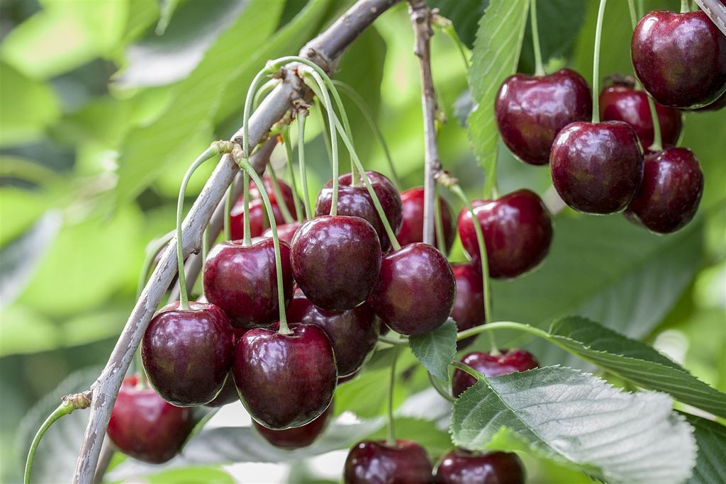 Süßkirsche 'Sunburst' Prunus avium 'Sunburst' | Kaufland.de