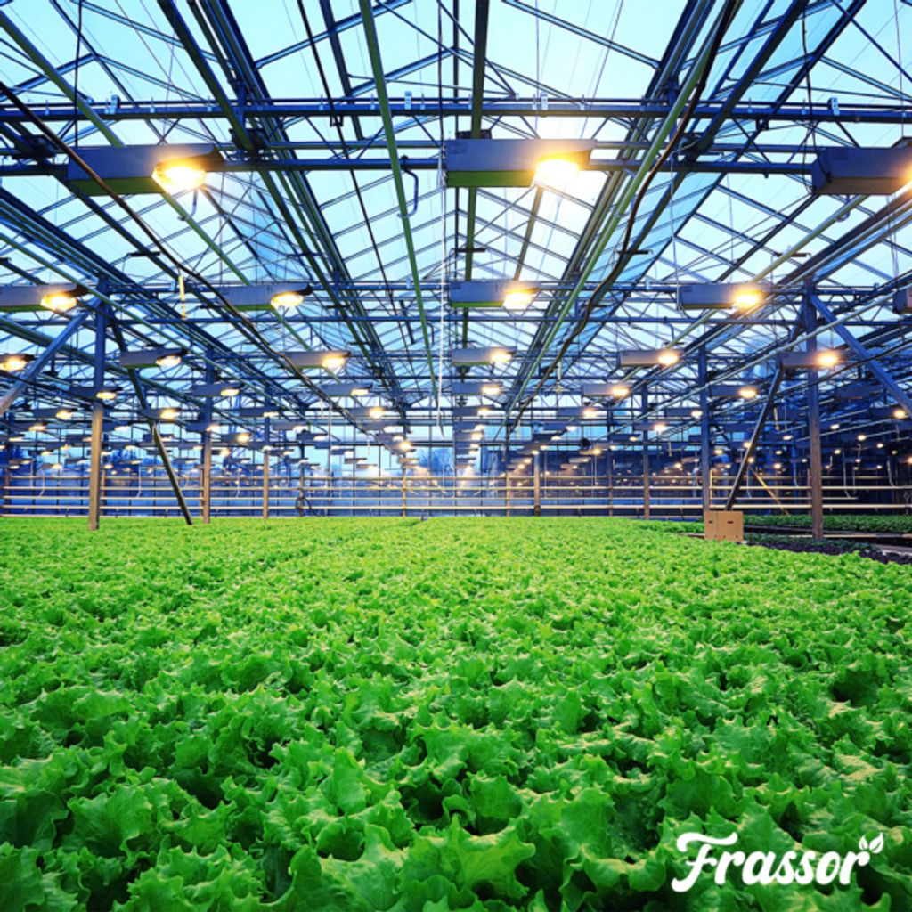 Frassor Insektendünger (5 kg - für 50 m2)- | Kaufland.de