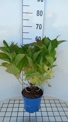 Hydrangea macr. 'Endless Summer The Bride'® - Hortensias en