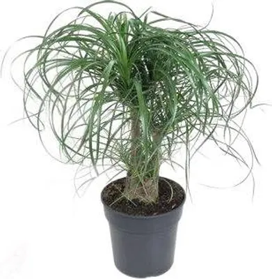 Nolina – Noga słonia – doniczka Ø 27 cm – wysokość 120 cm
