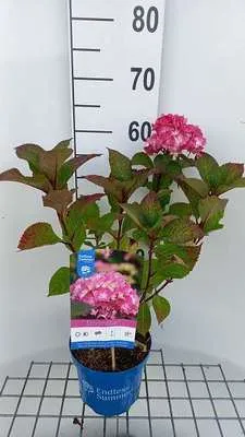 Hydrangea macr. 'Endless Summer The Bride'® - Hortensias en
