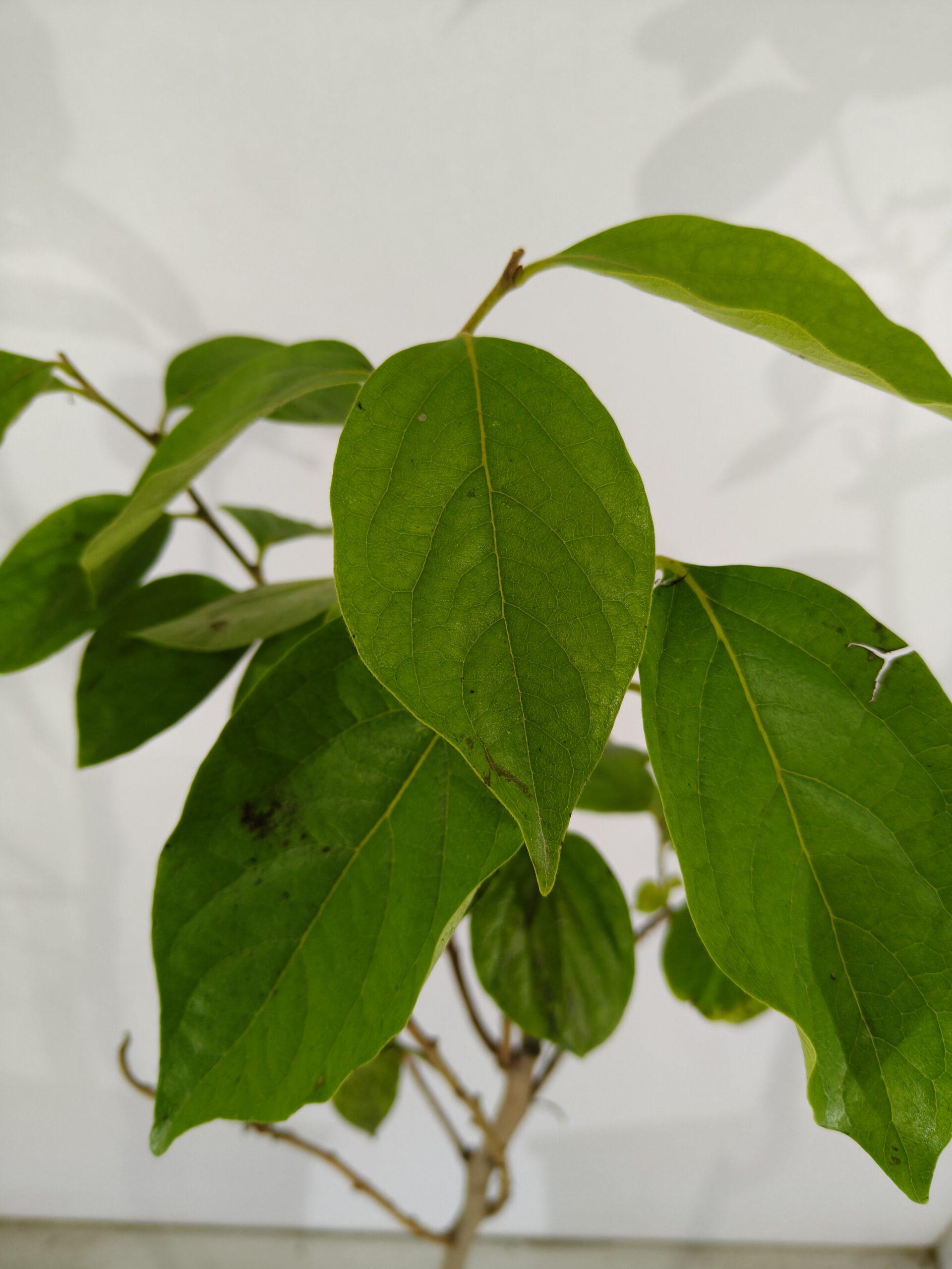 Diospyros kaki « Tone Wase », kaki, pot de 2 litres, 90 cm