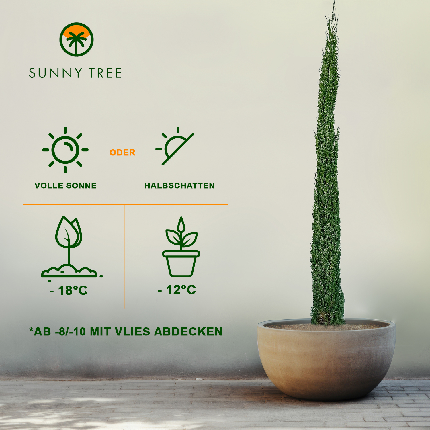 Slnečný strom - cyprus Cupressus Sempervirens | Kaufland.sk