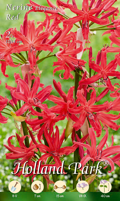Nerine Elegance Red (2 Stück) | | Kaufland.de