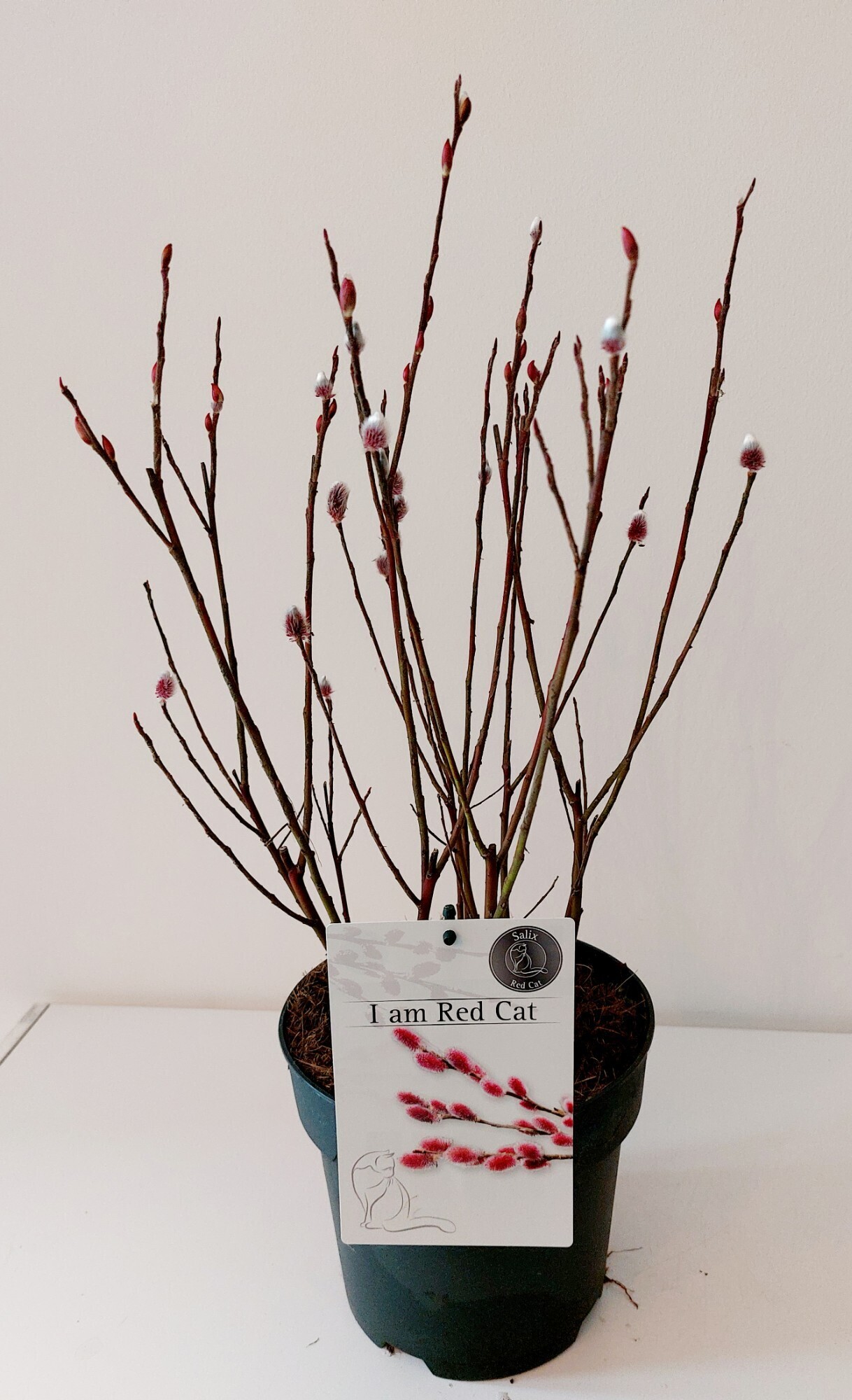 Salix Mount Aso - Saule géant rose 50-60cm arbuste - Saule