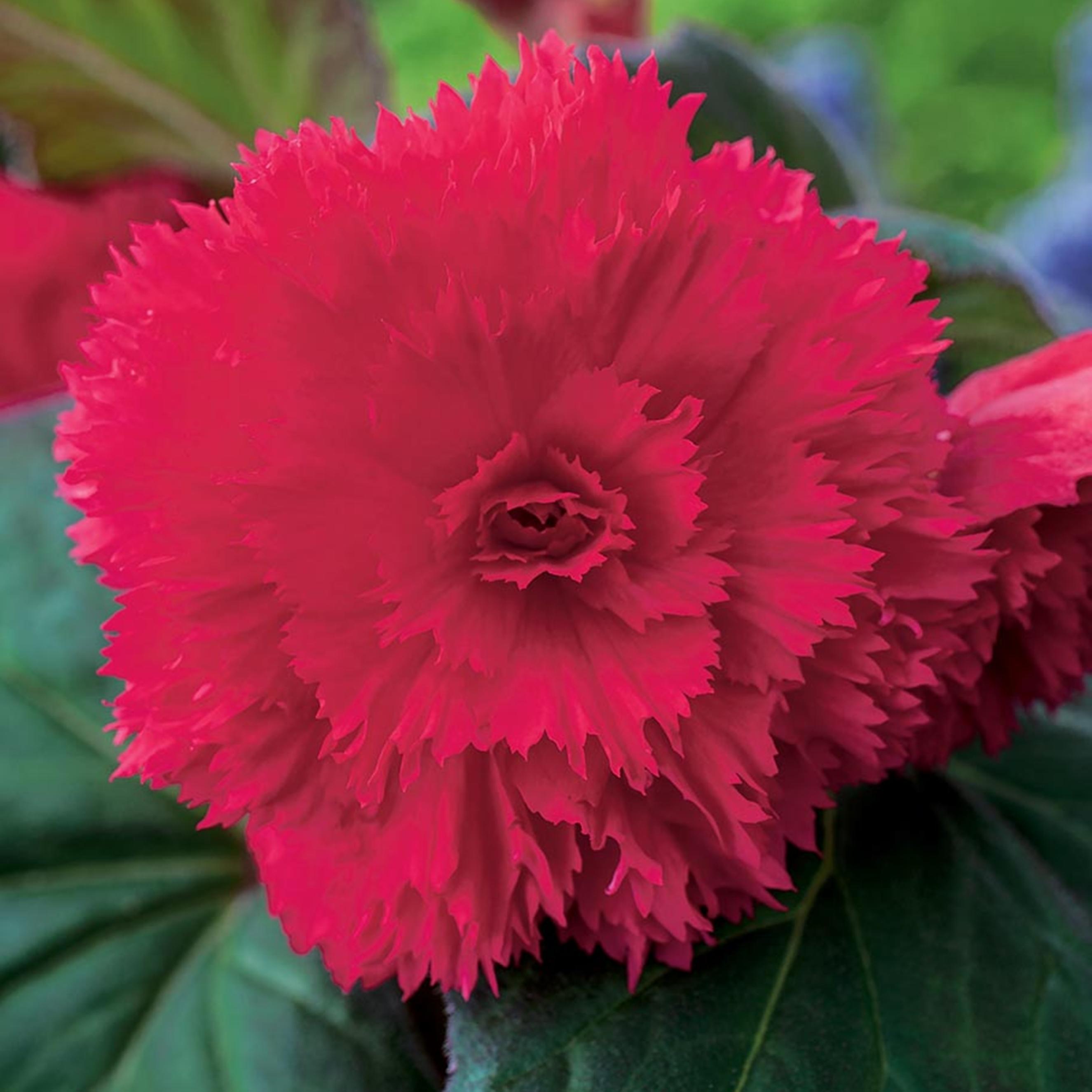 Bégonia frangé rose Pink 1 pièce bégonias plants plant
