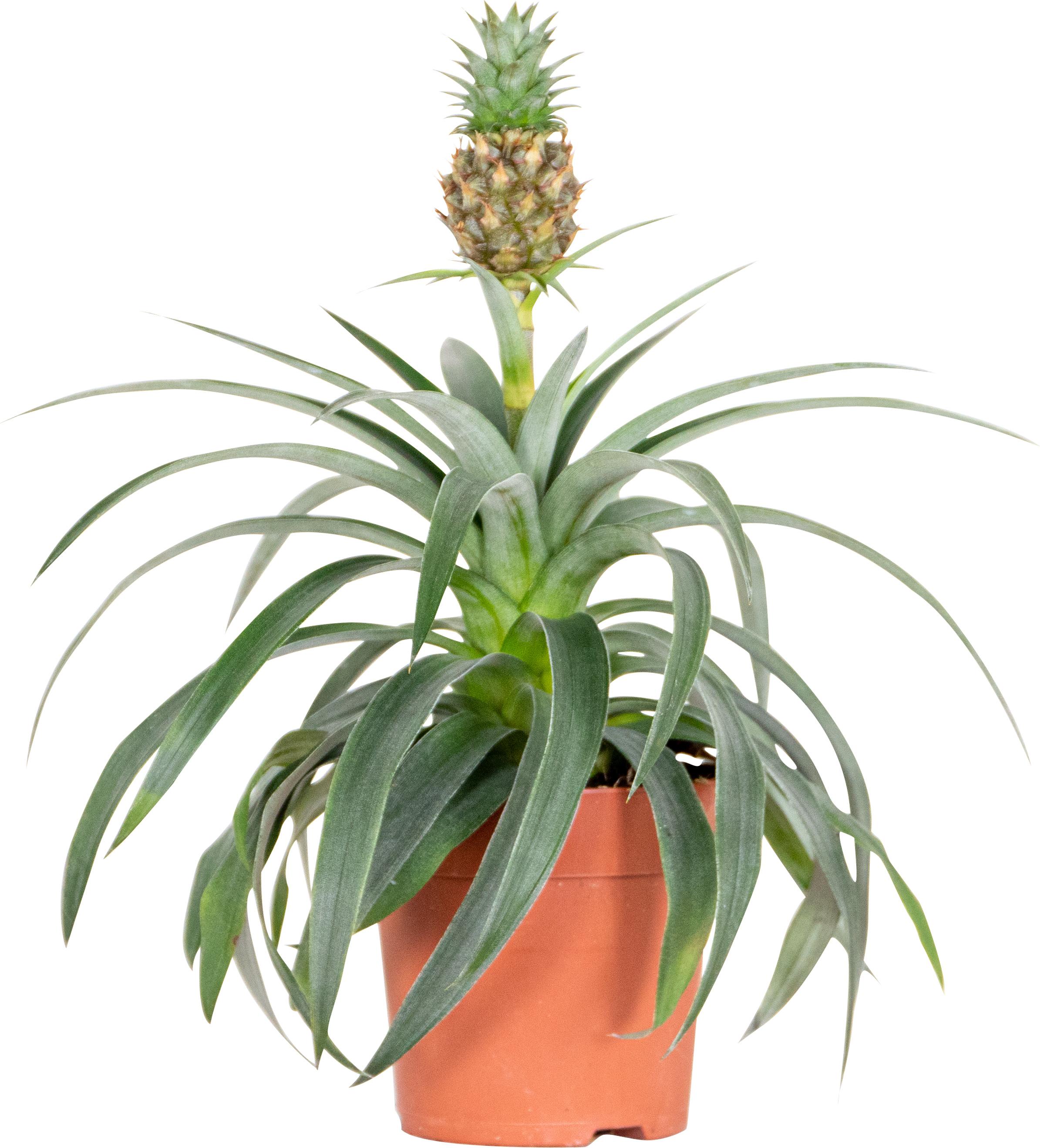 Ananas Pflanze Zum Blhen Bringen