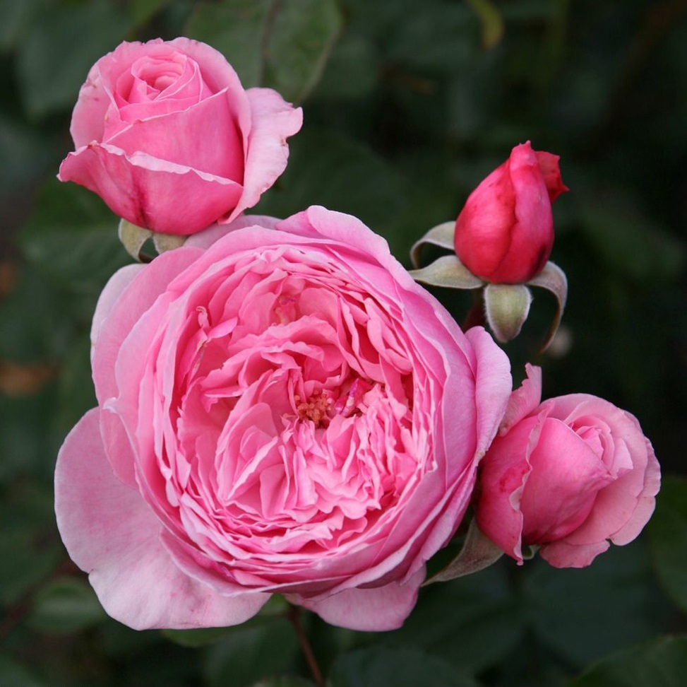 2 x Kordes Parfuma® Rose - Pink 'Kiss Me | Kaufland.sk