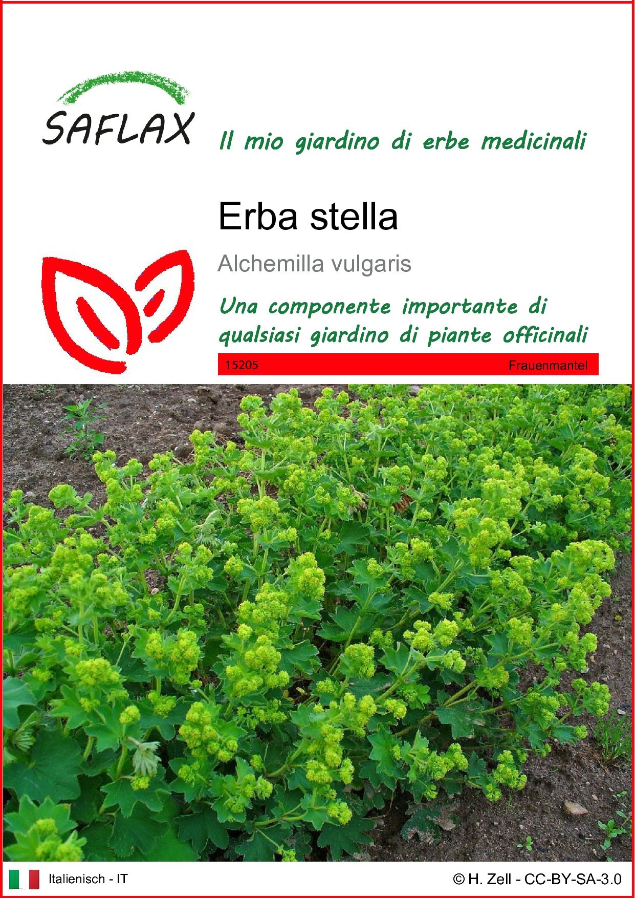 SAFLAX - Erba stella - 100 semi - Alchemilla
