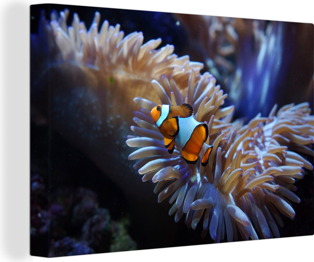 OneMillionCanvasses® - Plátno - Ryba - Nemo - | Kaufland.cz