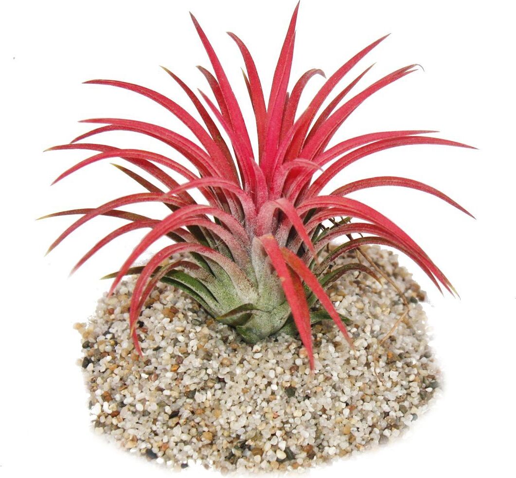 Tillandsia ionantha "Fire" - colore rosso intenso