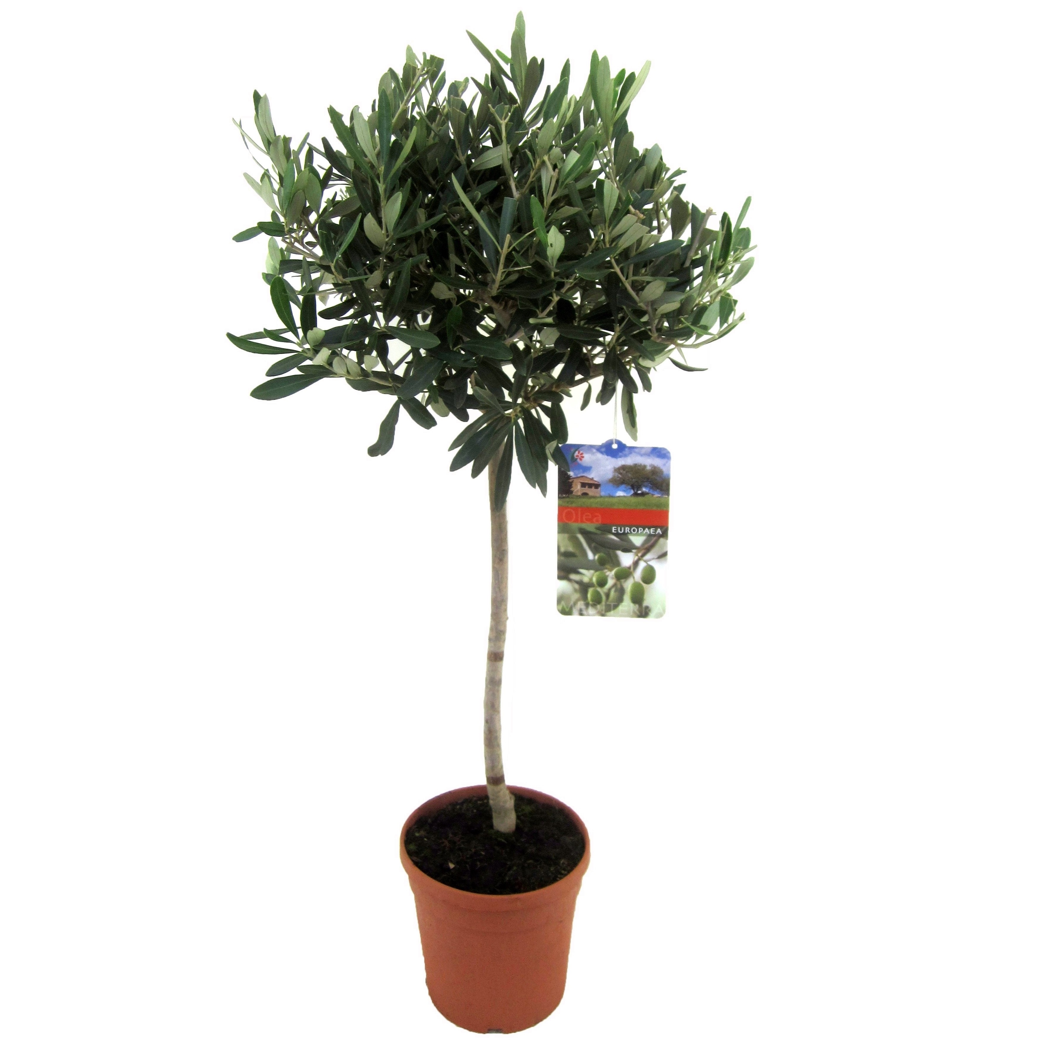 Plant in a Box - Olivenbaum - Olea Europaea - | Kaufland.de