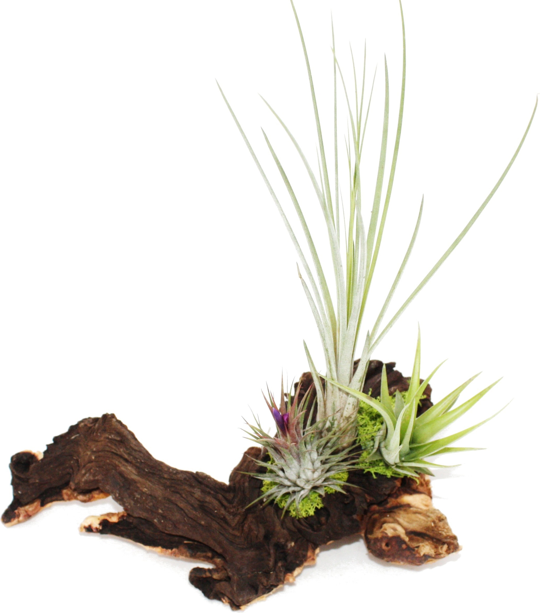 Tillandsias na mopani koren - xl - 3 rastliny | Kaufland.sk