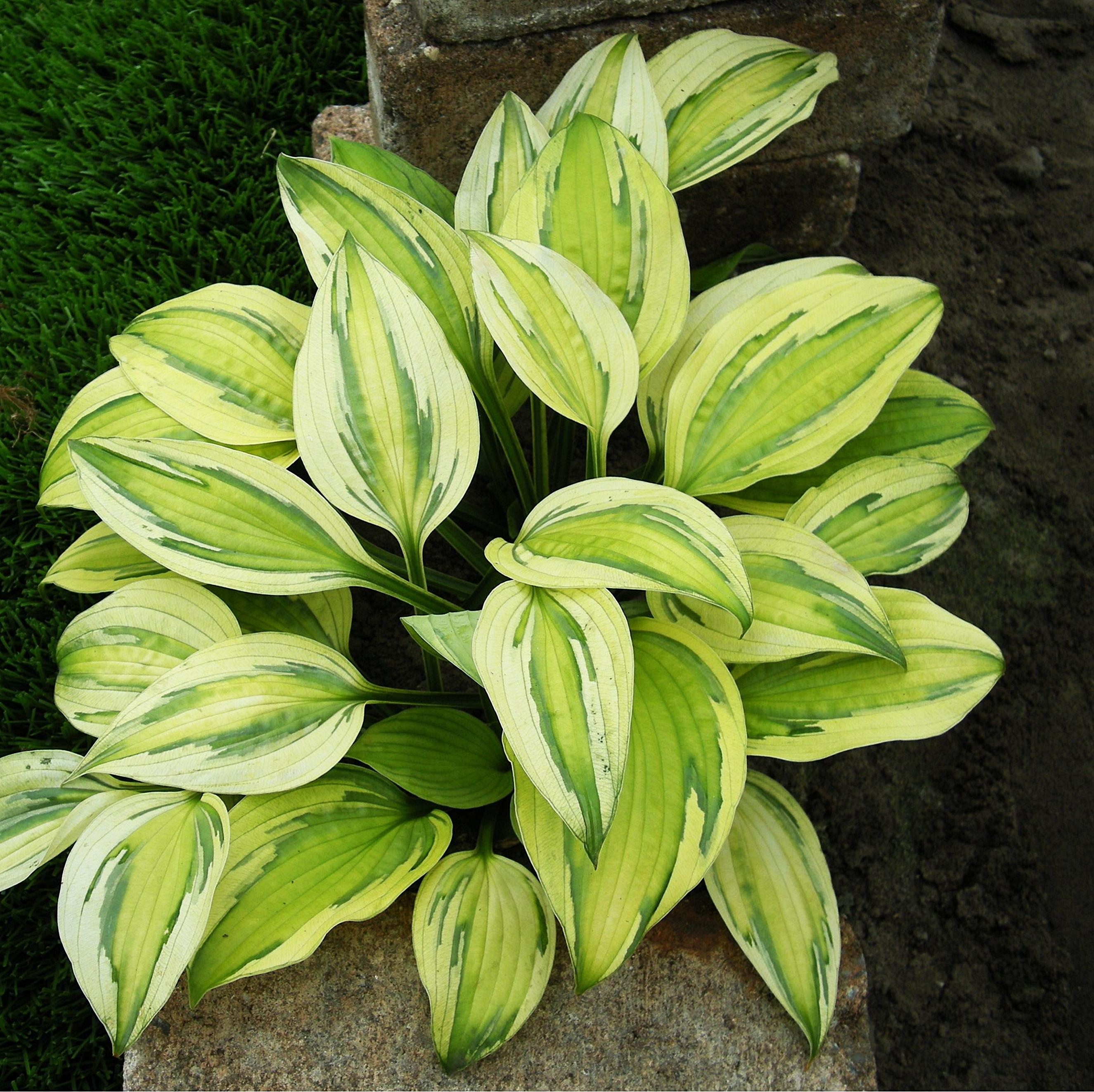 Hosta Funkia Captain's Adventure 1 ks Sazenice Sazenice