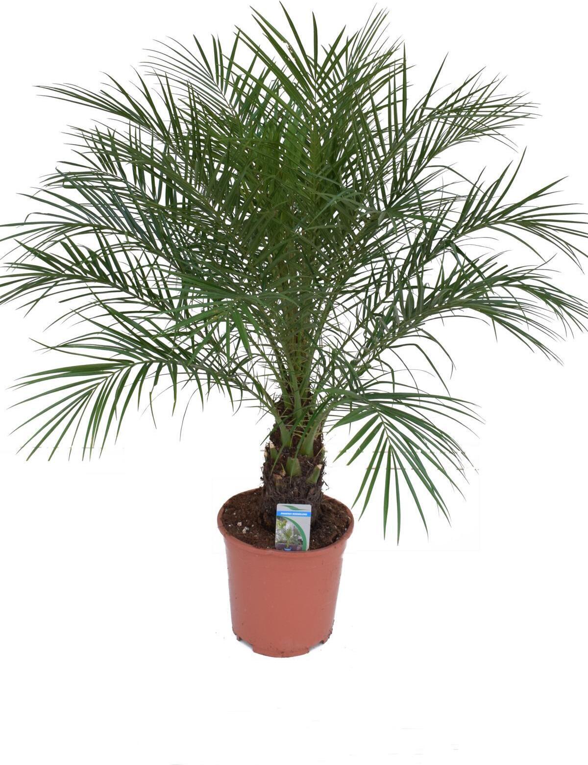 Palmier dattier nain 110 cm Phoenix Roebelenii | Plante