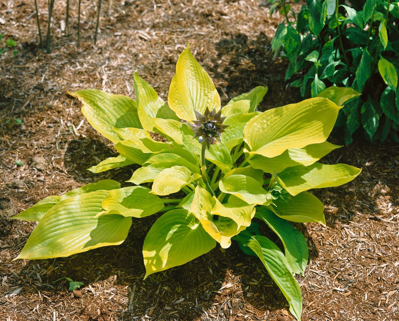 Hosta x fortunei 'Aurea', Gelbrand-Funkie, | Kaufland.de