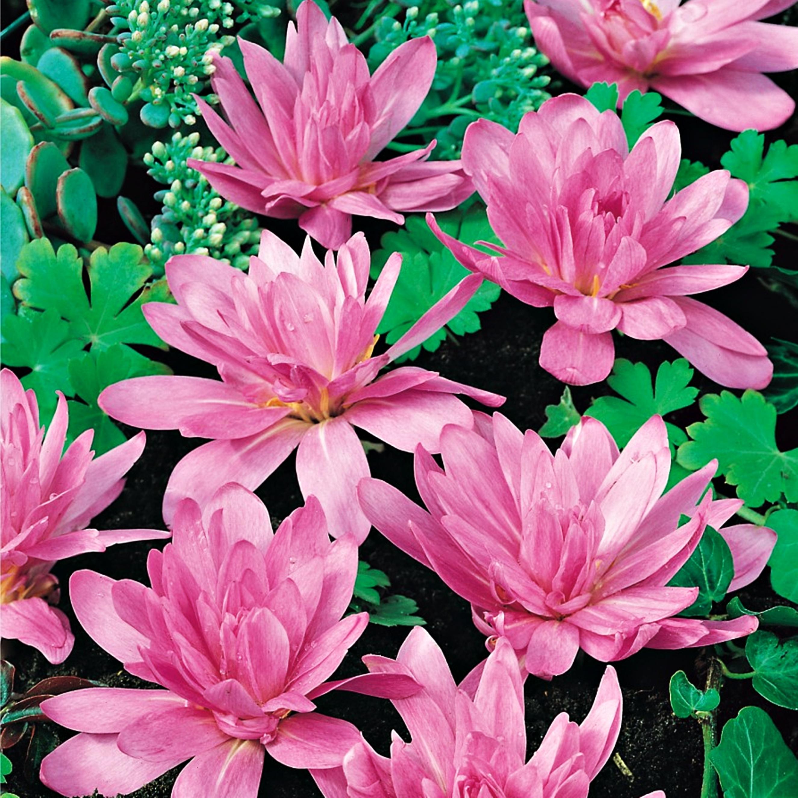 Bulbes de fleurs Colchicum Colchique d'automne Waterlily 1