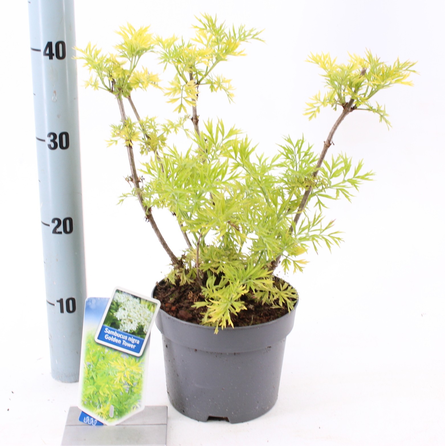 Bez czarny 'Golden Tower' ok. 50 cm - Sambucus nigra