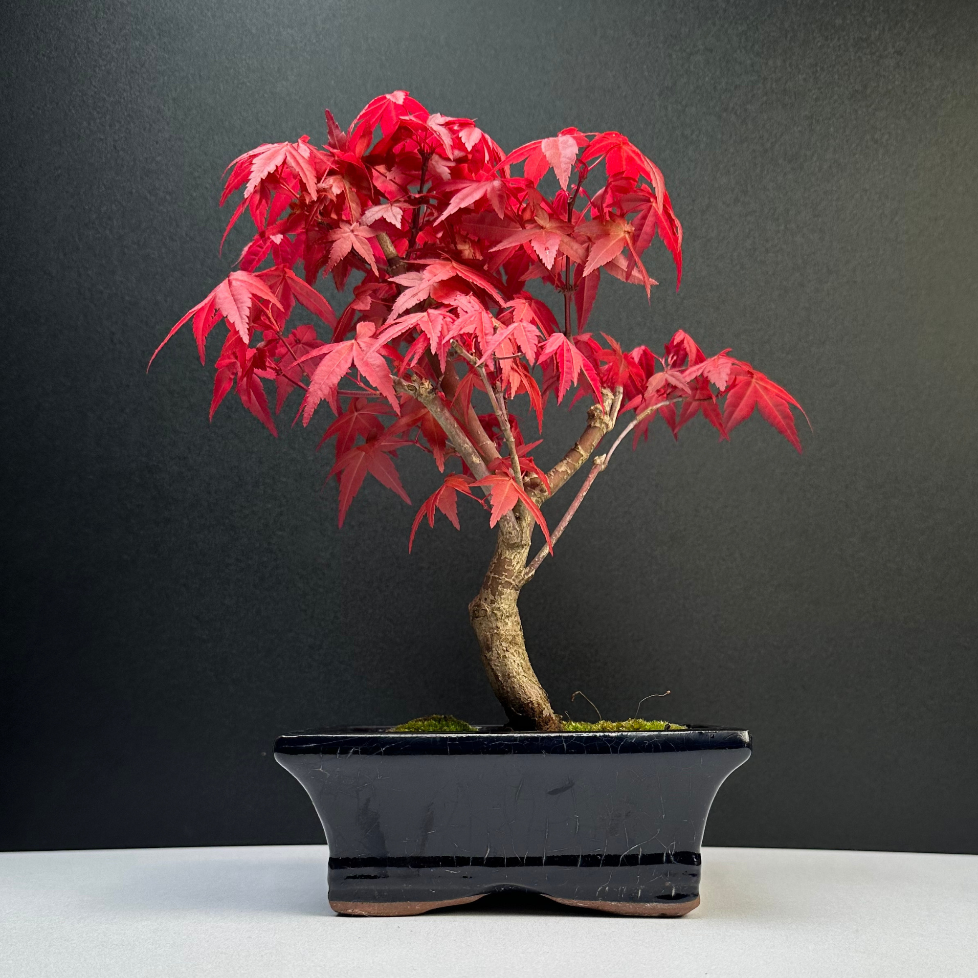 Klon japoński Acer Deshojo P15 Drzewka bonsai | Kaufland.pl
