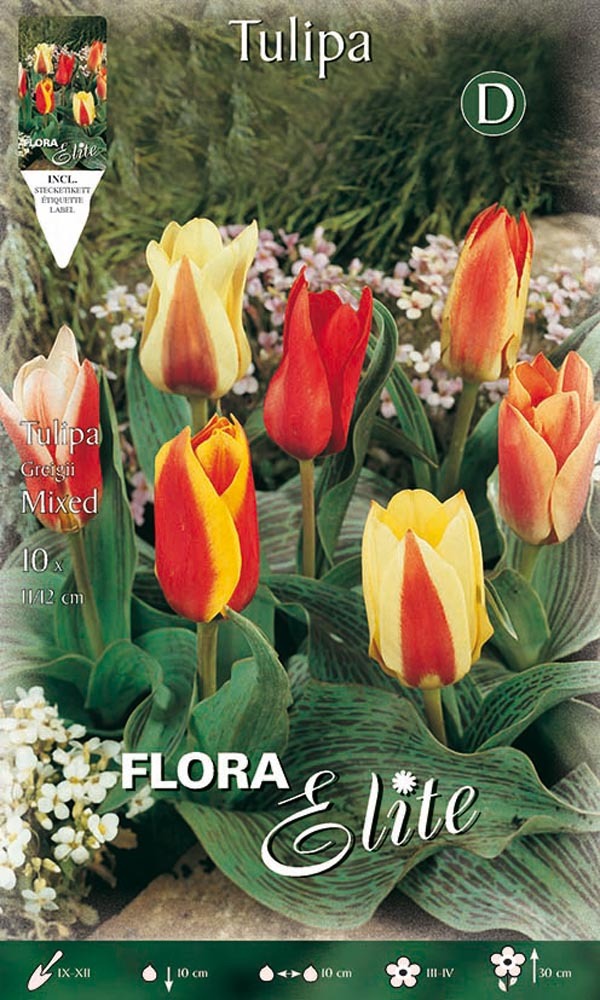 Greigii Tulpe Prachtmischung (10 Stück) | | Kaufland.de