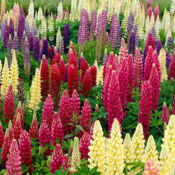 6 x Lupino Russell Hybrids - Lupinus Russell Hybrids - vaso