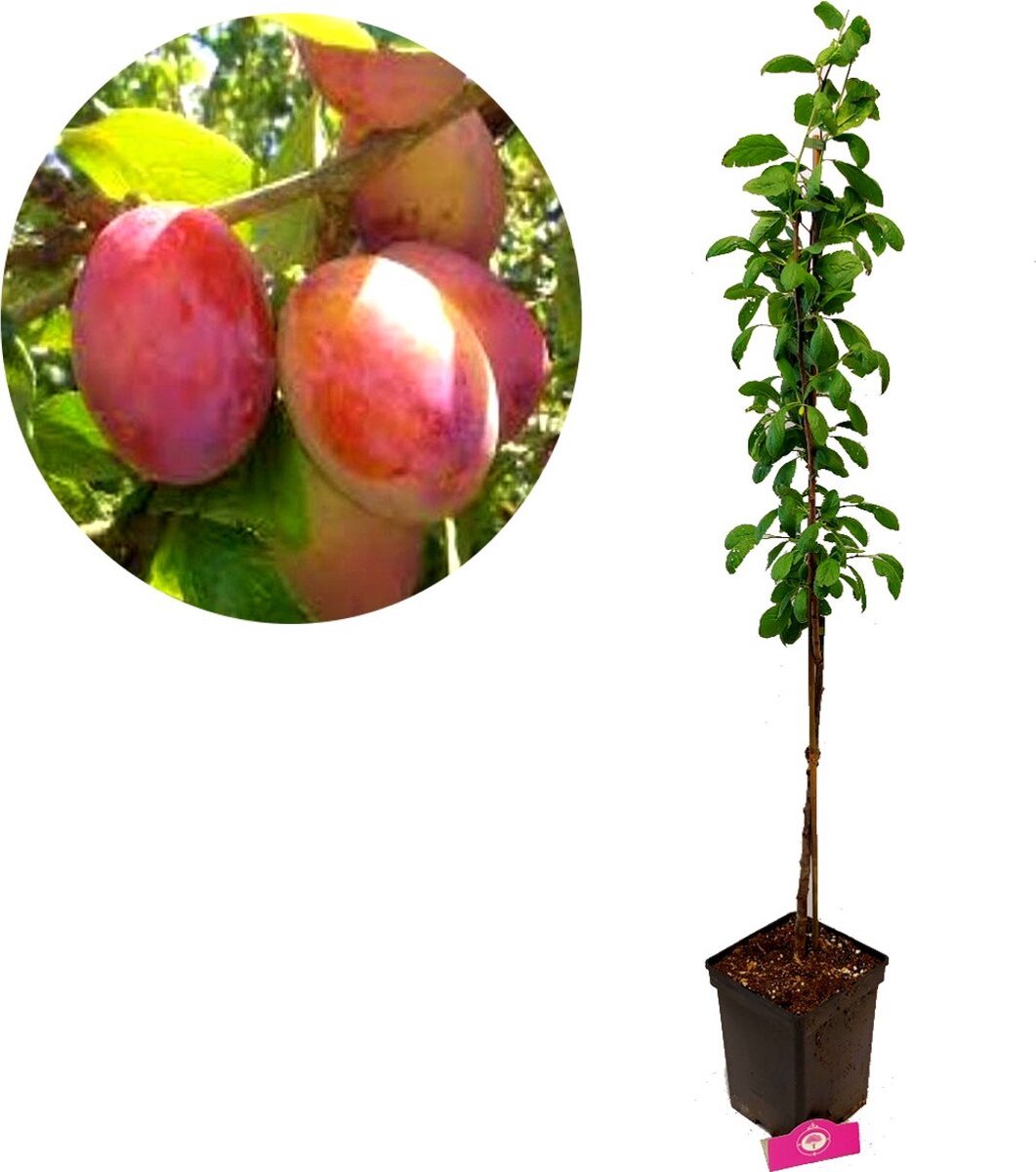 Prugna Prunus domestica 'Victoria', vaso da 5 litri