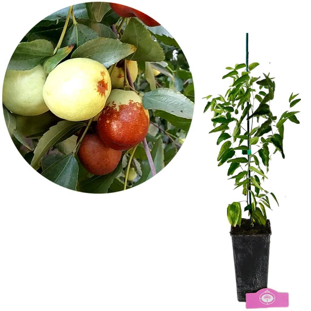 Ziziphus jujuba 'Dongzao' (Chinesischer Dattelbaum), Höhe