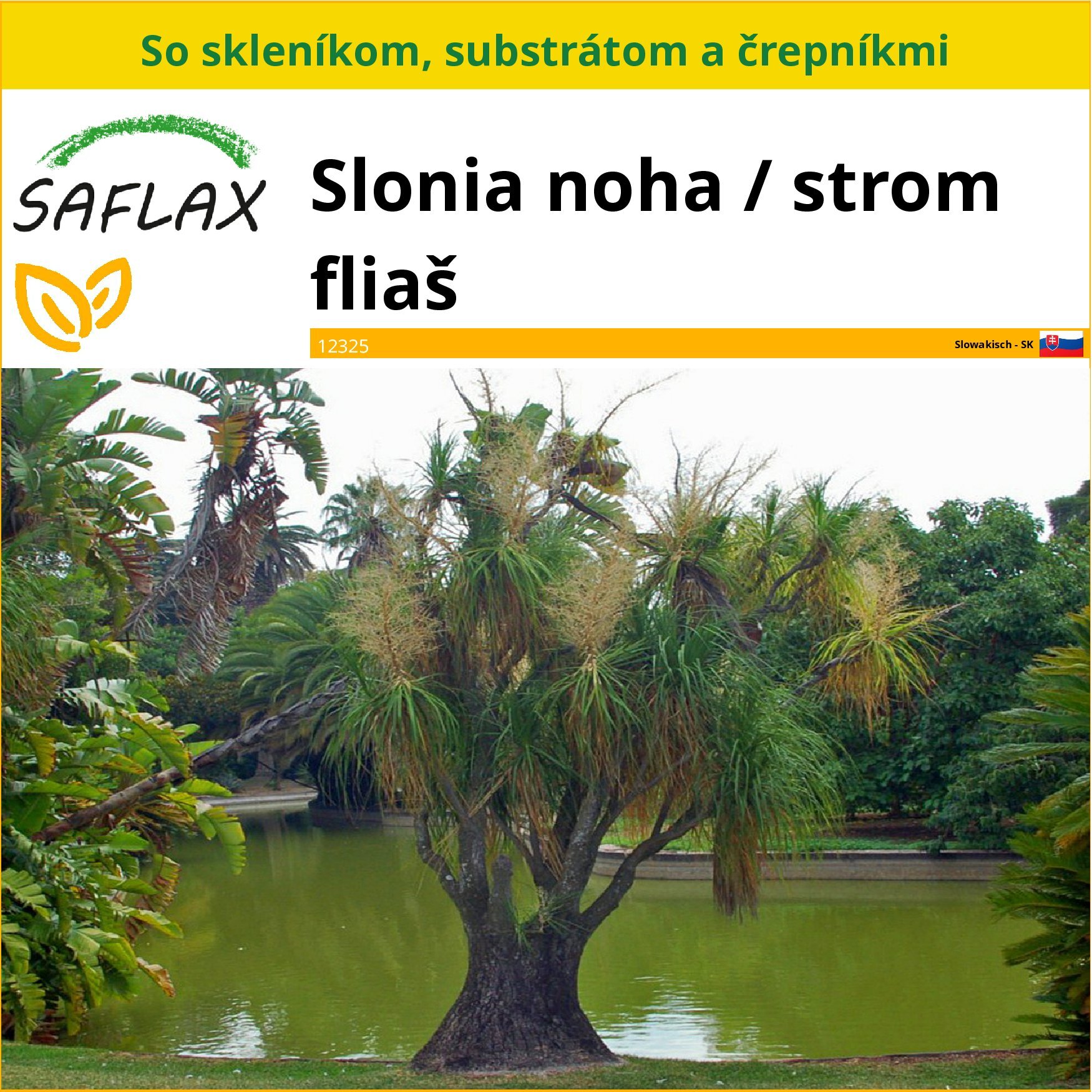 SAFLAX Kultivačný set - Slonia noha / strom | Kaufland.sk