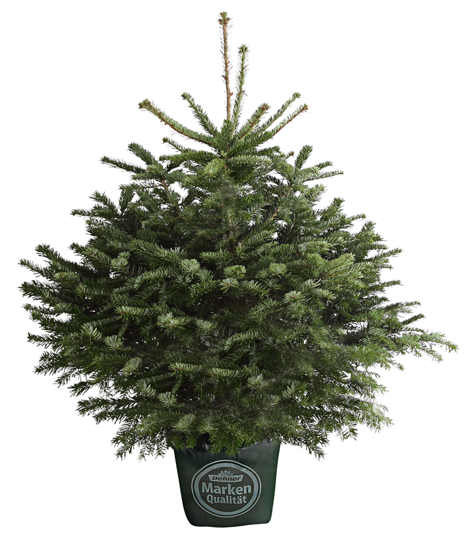 Dehner Nordmann-Tanne, im Topf gewachsen, | Kaufland.de