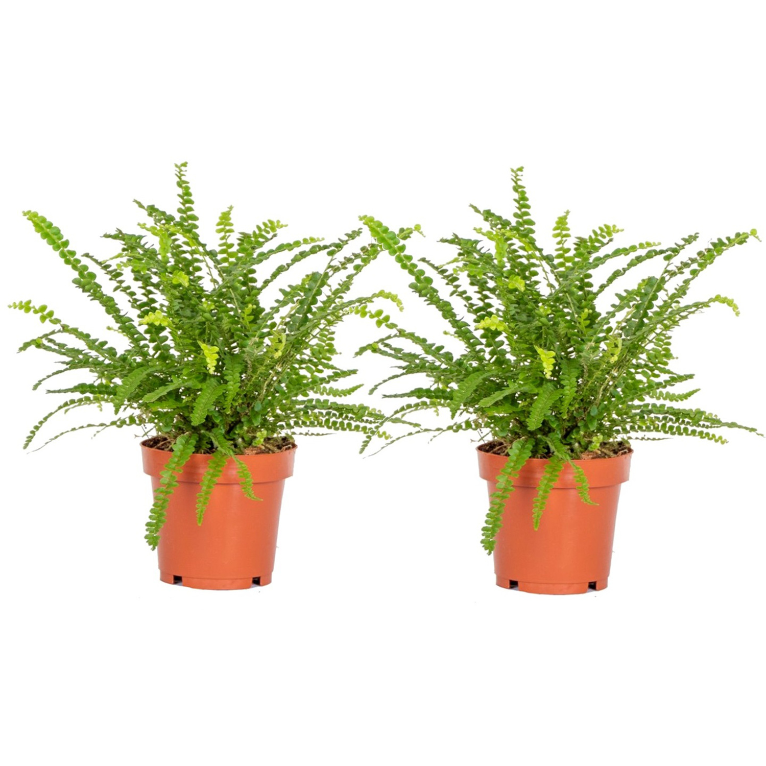 Nefrolepka - 2 ks. - Nephrolepis 'Duffii' - | Kaufland.sk