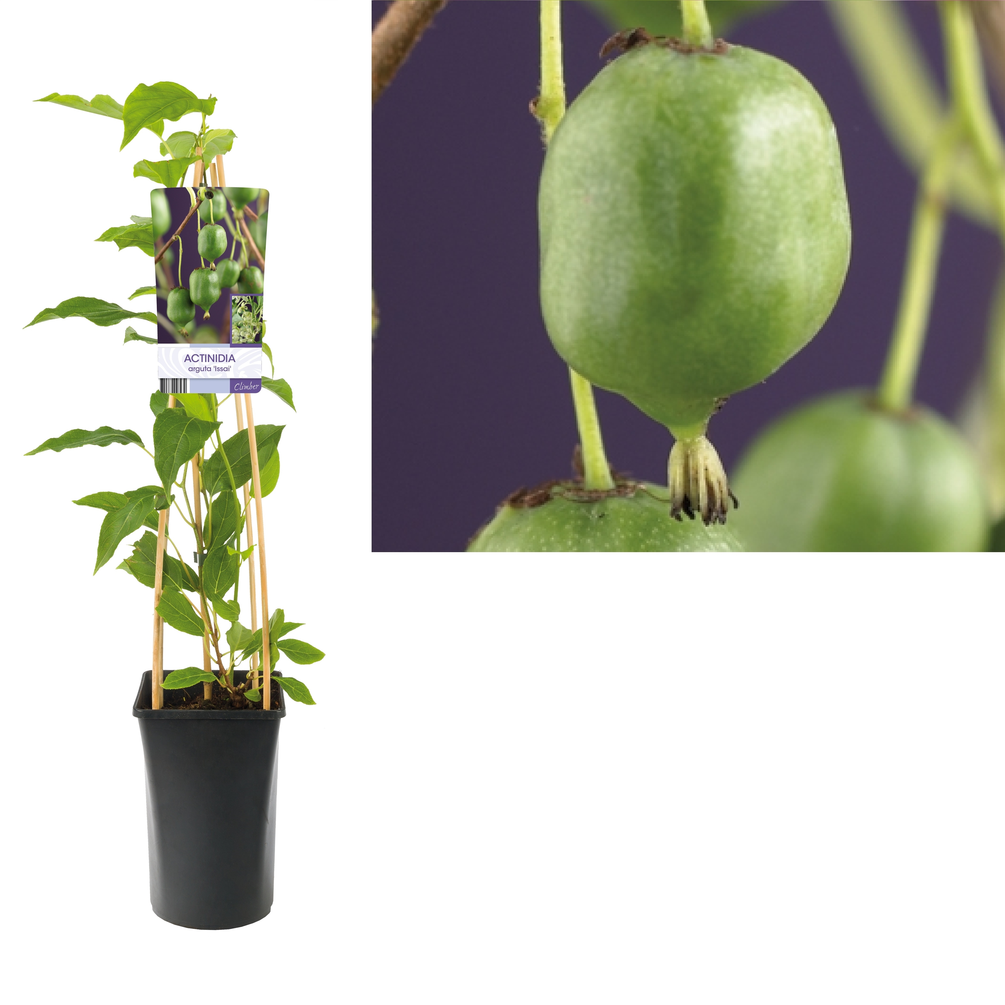 Mini kivi Issai Actinidia arguta - sladké plody