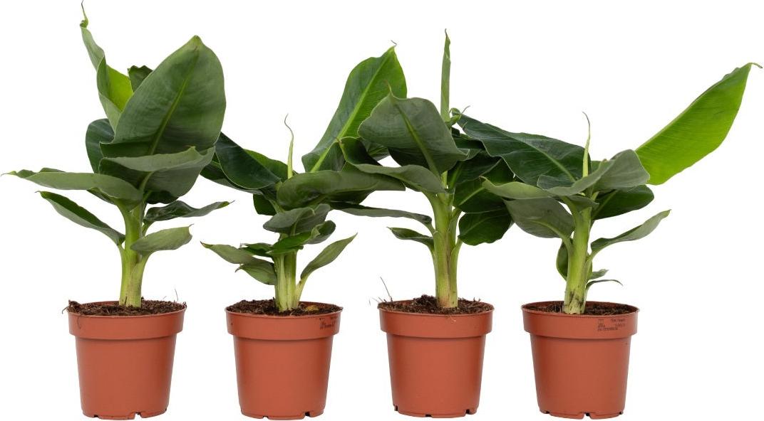 Banano nano - 4 Pezzi - Musa 'Oriental Dwarf' - Altezza