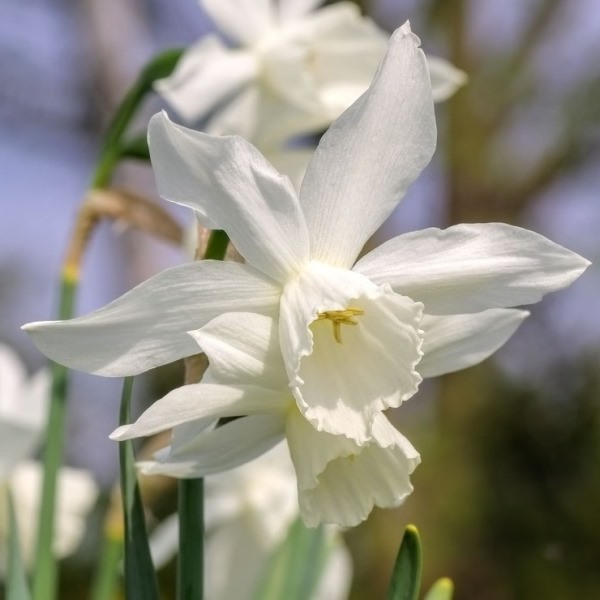 6 x Narcissus triand. 'Thalia' - Narcissus | Kaufland.cz