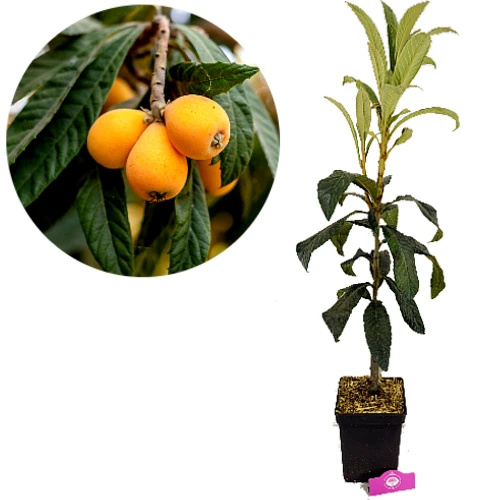 Eriobotrya japonica 'Tanaka', nespola giapponese, altezza