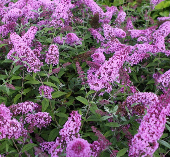 Buddleja davidii Pink Delight 25-30 cm Lilas papillon
