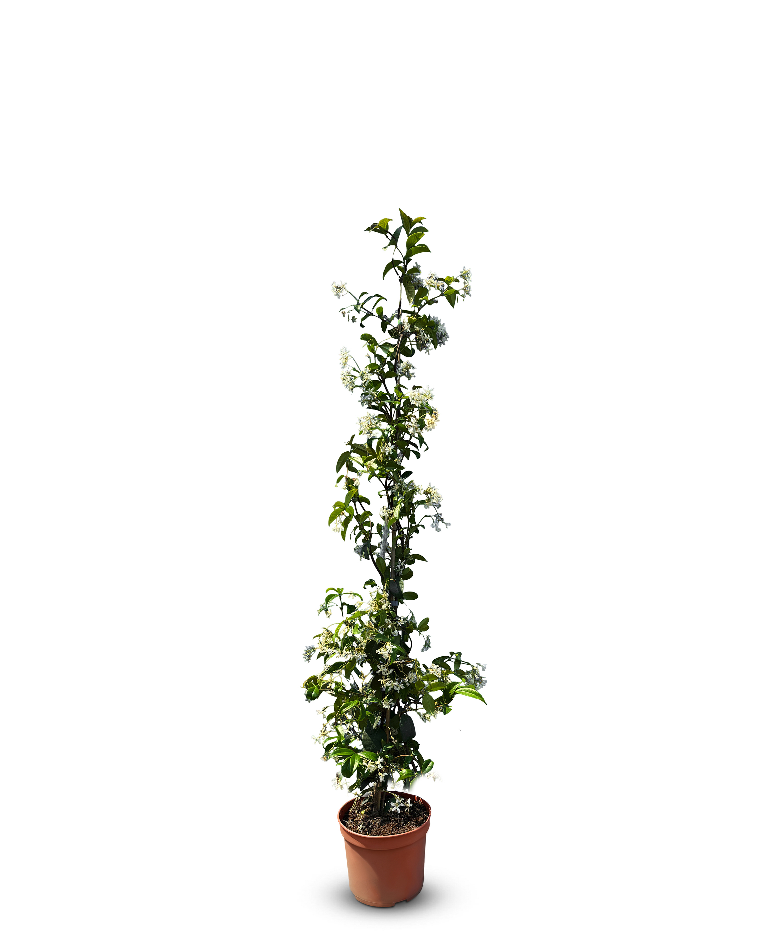Sunny Tree - Tuscan Jasmine - Roślina pnąca - | Kaufland.pl