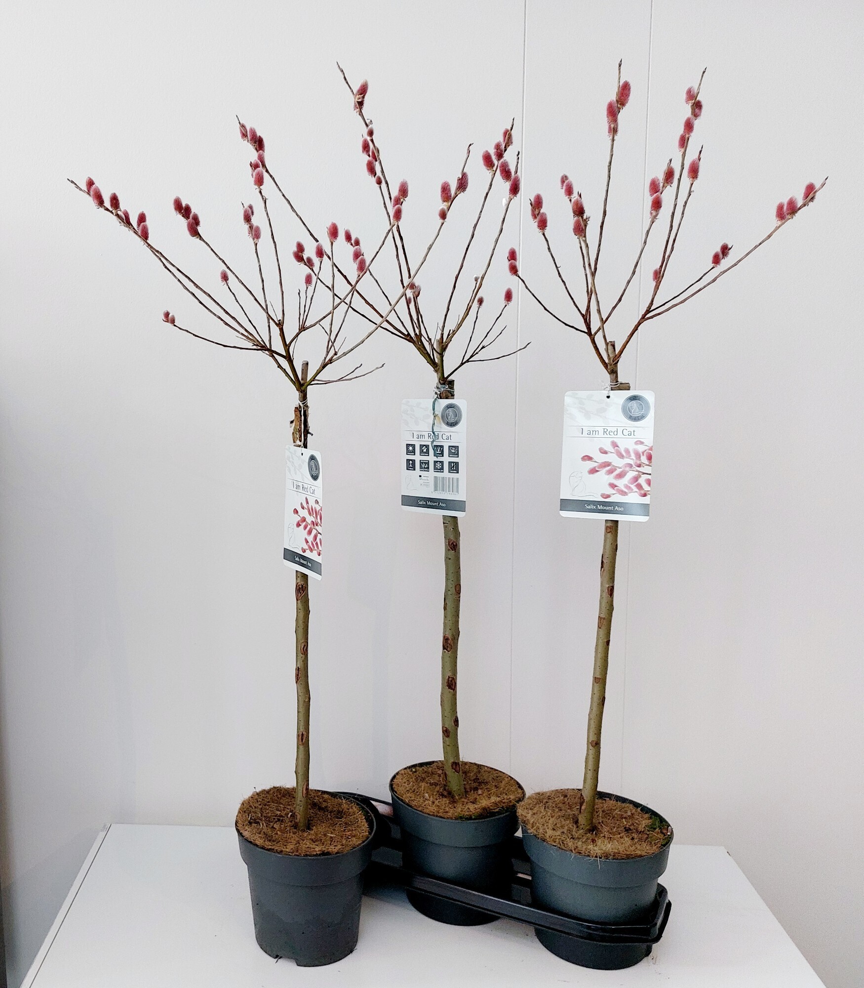 Saule géant rose Mount Aso tige 100-120 cm - Salix