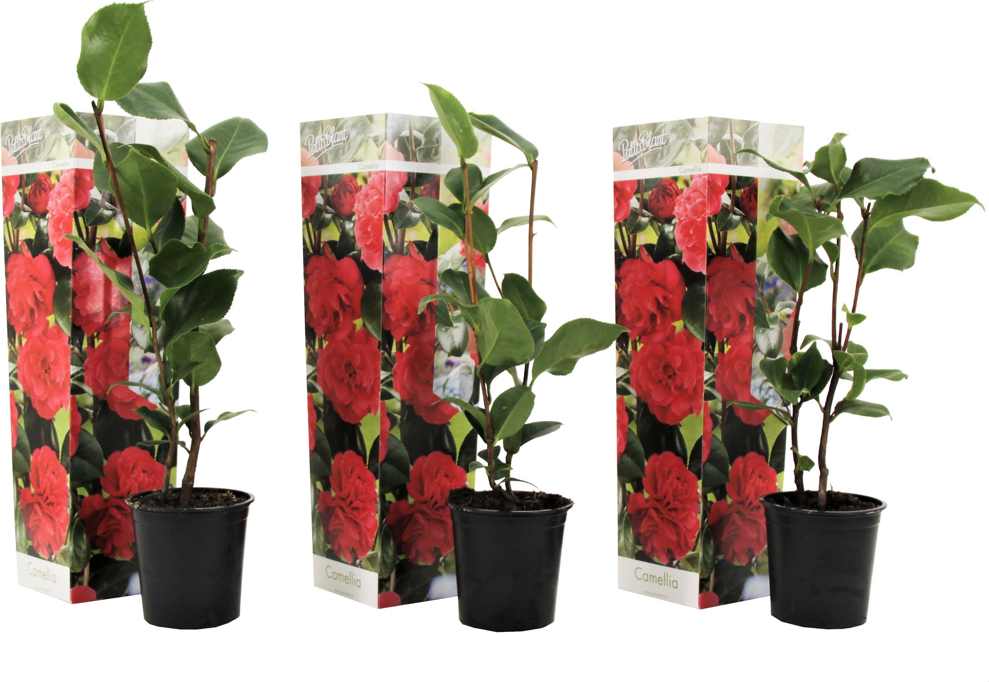 Japanische Rose - 3 Stk - Camellia japonica | Kaufland.at