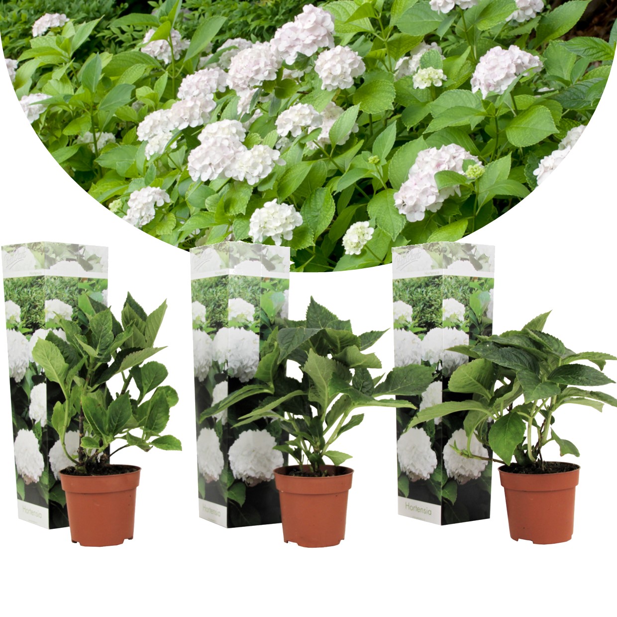 Plant in a Box - Hydrangea macroph. Weiss - | Kaufland.de