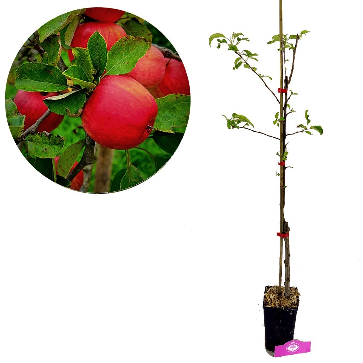 Malus Domestica 'Red Delicious', Apfelbaum, | Kaufland.de