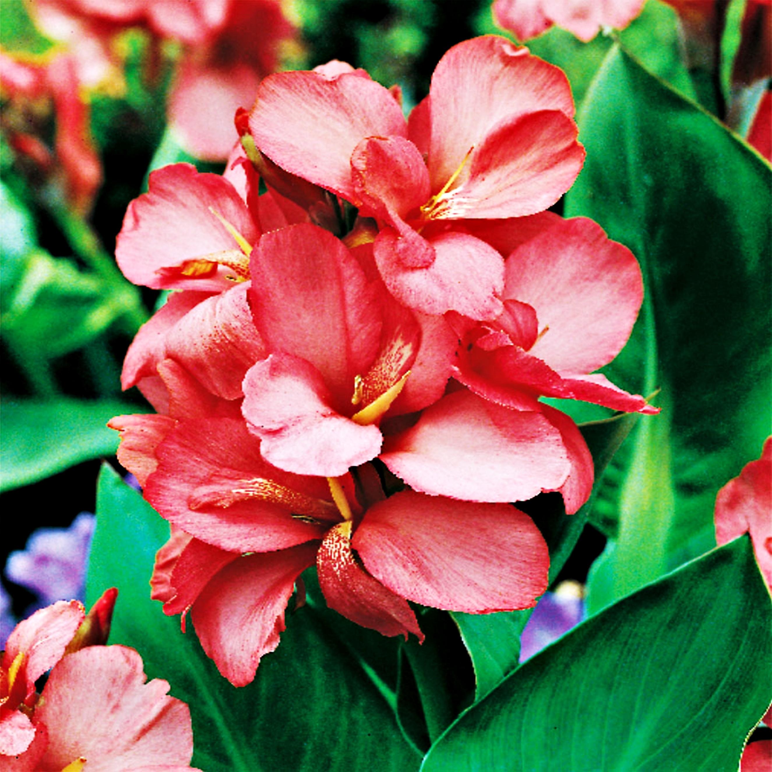 Canna Kanna Paciorecznik Orchid Rose 1 pièce plants de